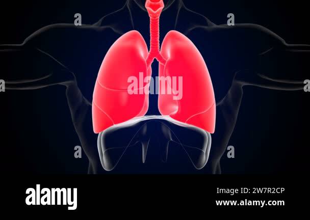 Human lungs breathing movement of inspiration and expiration diaphragm ...