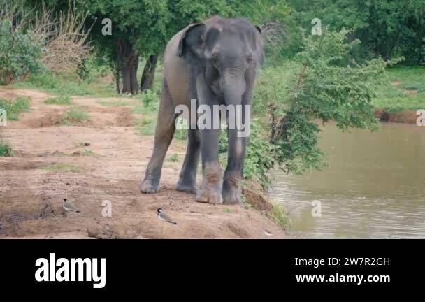 Elephant Trunk up and screaming in Sri lanka national park Stock Video ...