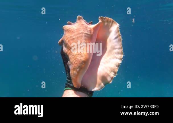 Hand holding conch shell Stock Videos & Footage - HD and 4K Video Clips ...