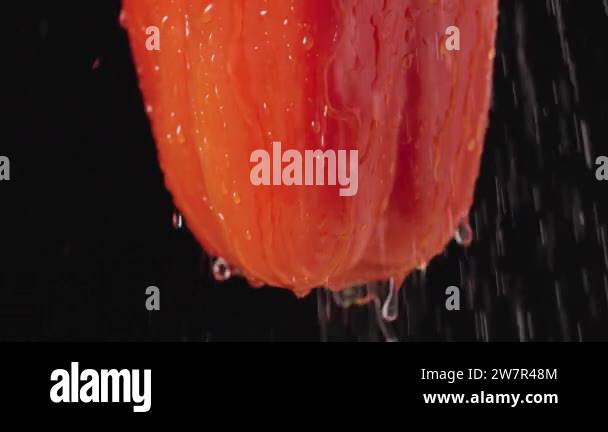 Bottom of red bell pepper with dripping water drops on black studio ...