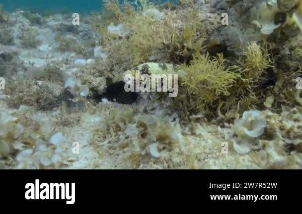 Close-up of Moray eel peeking out of a burrow in a coral reef covered ...