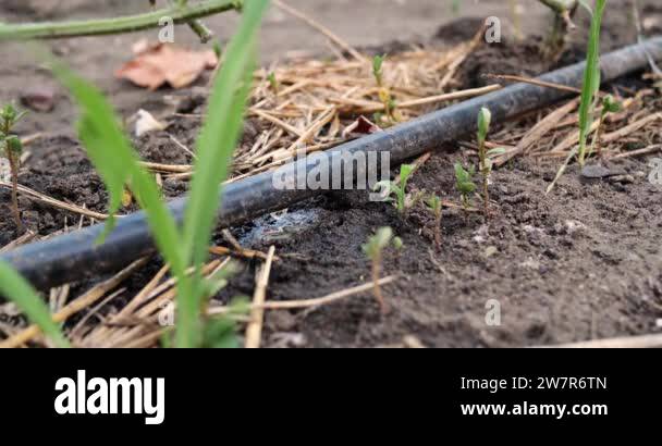 drip watering of the plant. Water drips onto the drip irrigation system ...