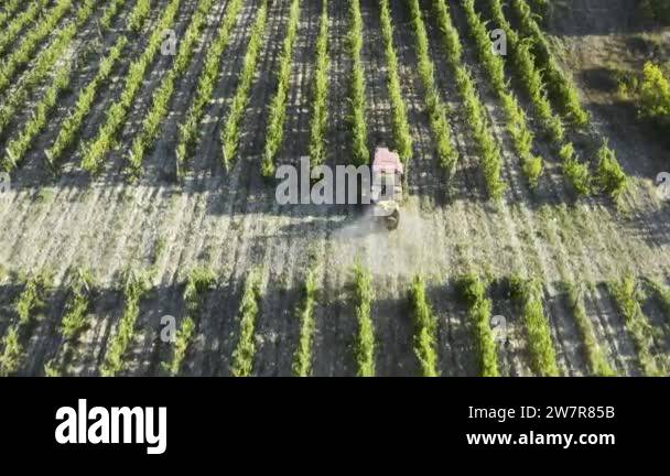 Tractor between rows of vineyards. Tractor movement in the rows of ...