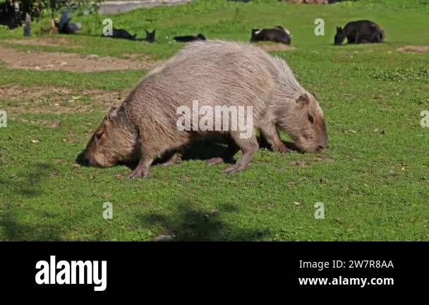 The capybara, Hydrochoerus hydrochaeris is the largest extant rodent in ...