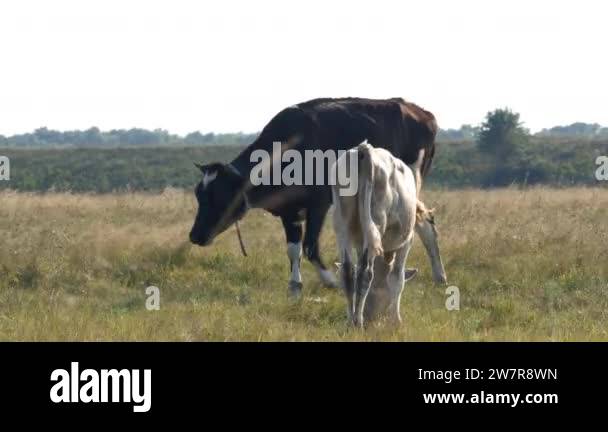 Large spotted cow stands Stock Videos & Footage - HD and 4K Video Clips ...