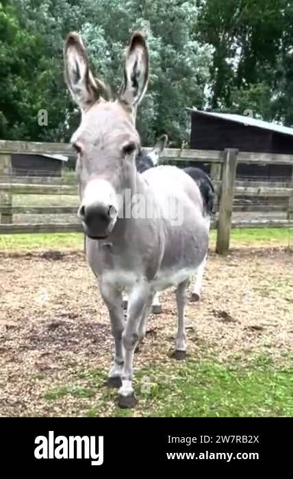 Donkey outside Stock Videos & Footage - HD and 4K Video Clips - Alamy
