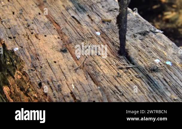 Rotten wood beam Stock Videos & Footage - HD and 4K Video Clips - Alamy