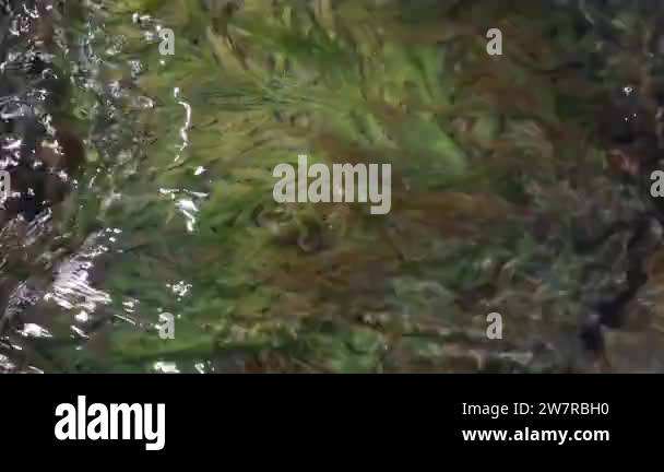 Sea moss on a rock swaying in salt sea water, top view Stock Video ...