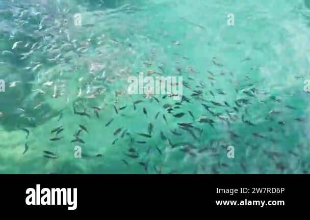 Small fish swim in the Adriatic Sea. Bait fish. Feed sea animals ...