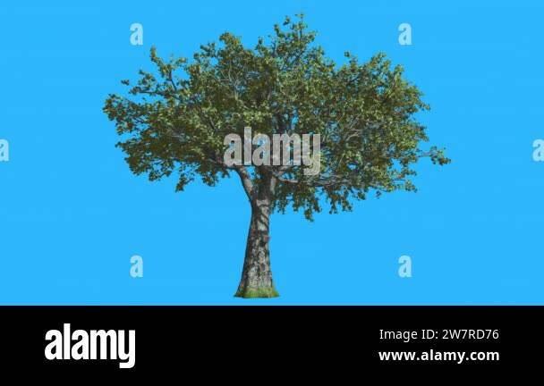 White Oak Tree is Swaying at The Wind Green Tree Leaves Are Fluttering ...