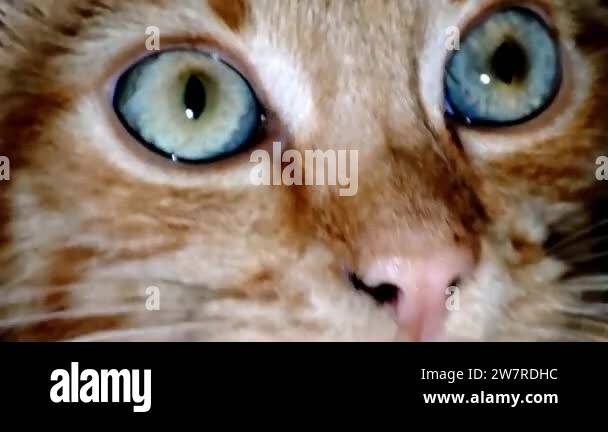 Macro cat Stock Videos & Footage - HD and 4K Video Clips - Alamy