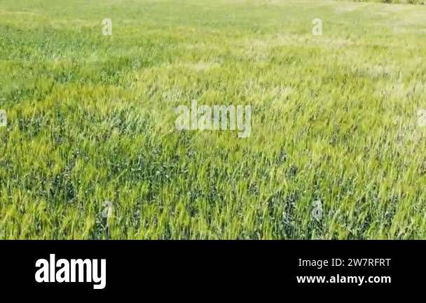 Grain heads growing green rye on farm field at spring day, agriculture ...
