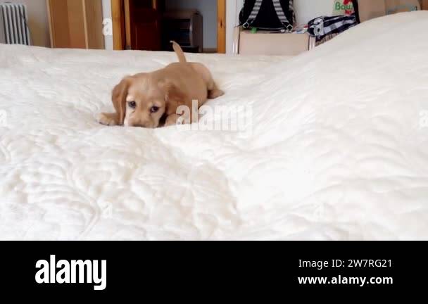 English cocker spaniel puppy playing on the bed. The small dog bites ...