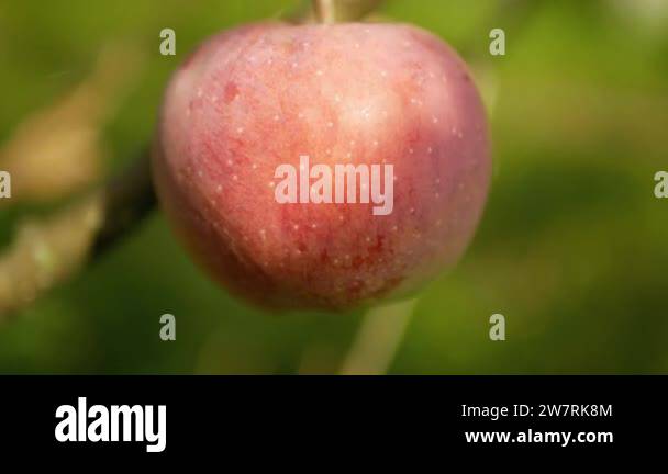Fruit tree without fruits Stock Videos & Footage - HD and 4K Video ...