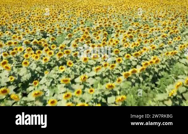 drone video of sunflower field. Beautiful aerial view above to the ...