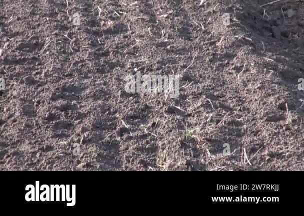 Clay soil humus Stock Videos & Footage - HD and 4K Video Clips - Alamy