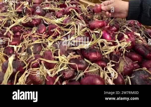 Red onion skins Stock Videos & Footage - HD and 4K Video Clips - Alamy