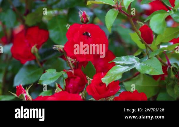 Red plant lice Stock Videos & Footage - HD and 4K Video Clips - Alamy