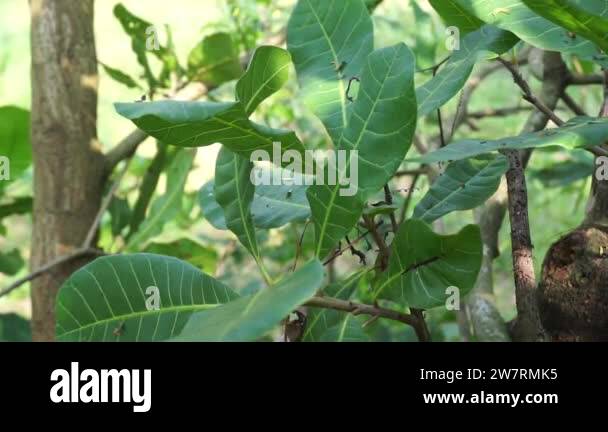 The cashew tree (Anacardium occidentale) with natural background ...
