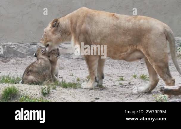 Two Young Lion Cubs Around 2 Month Old Cub Playing Together. Lioness ...