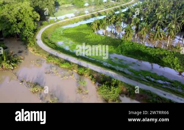Palm tree plantations Stock Videos & Footage - HD and 4K Video Clips - Alamy