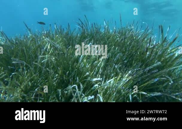 Dense thickets of marine grass Zostera on blue water background. Common ...