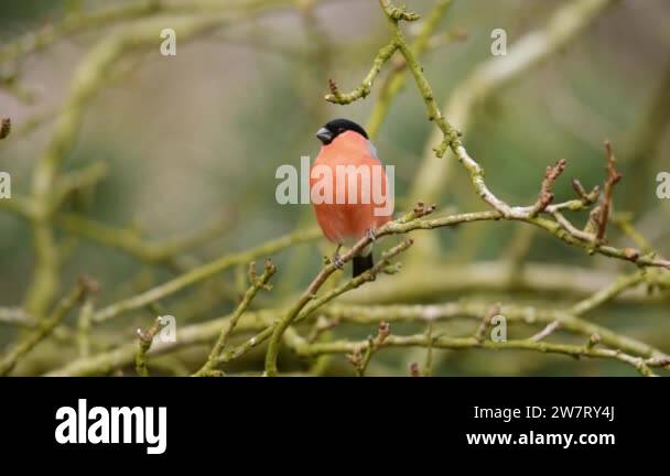 Bull and finch Stock Videos & Footage - HD and 4K Video Clips - Alamy