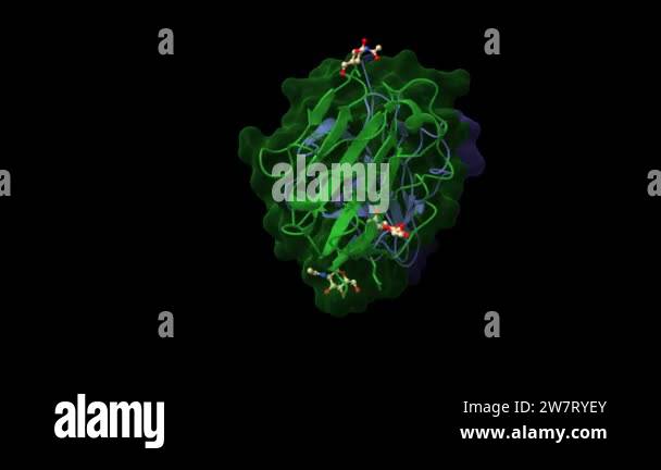 Structure of human CD47 (green) in complex with human signal-regulatory ...