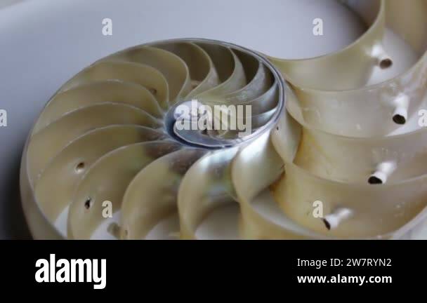 nautilus shell stock Fibonacci footage video clip turning golden ratio ...