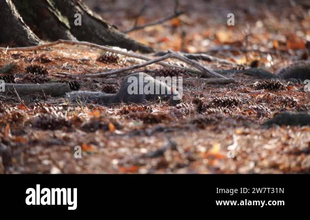 Native squirrel Stock Videos & Footage - HD and 4K Video Clips - Alamy