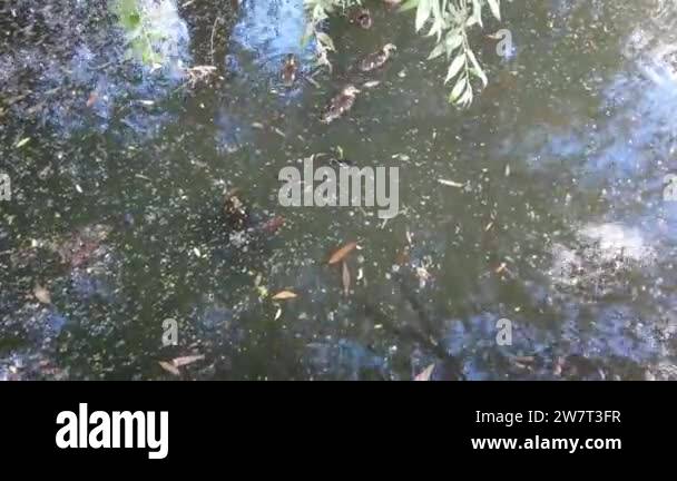 ducks and ducklings swim in the lake in the muddy water among the twigs ...