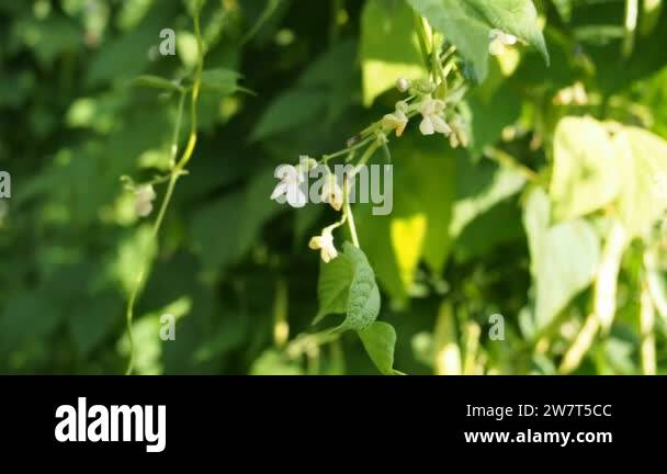 Green kidney bean growing on farm in HD VIDEO.Bush with bunch of podsof ...