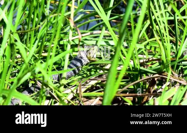 Grass snake (Natrix natrix), sometimes called the ringed snake or water ...
