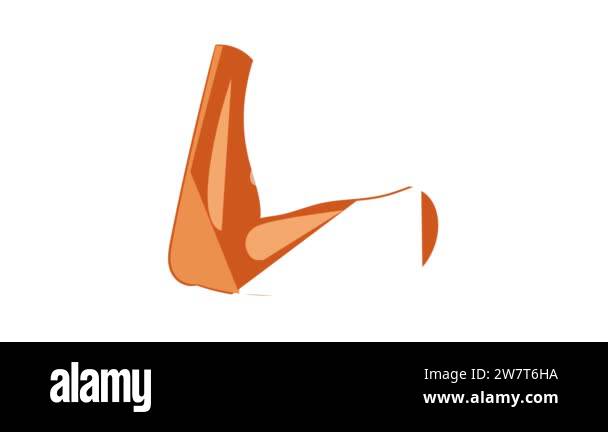 Normal anatomy of the elbow Stock Videos & Footage - HD and 4K Video ...