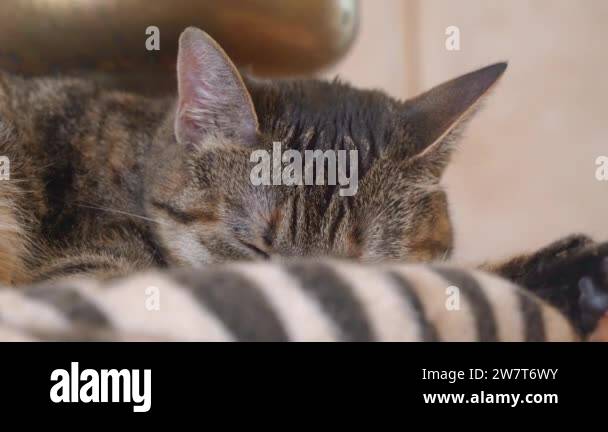 Cat loud noise Stock Videos & Footage - HD and 4K Video Clips - Alamy