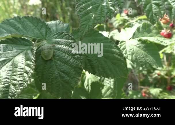 The green bedbug (Acanthosomatidae) is a family of Hemiptera, commonly ...