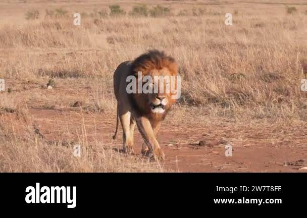 Maasai lion track Stock Videos & Footage - HD and 4K Video Clips - Alamy