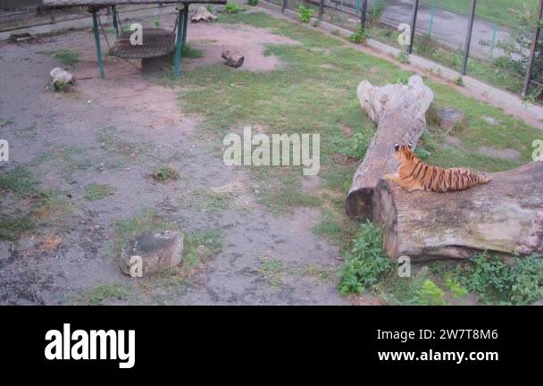 Log cage Stock Videos & Footage - HD and 4K Video Clips - Alamy