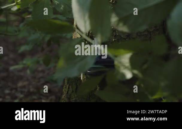Soldier layering leaves to hide tripwire stretched between two trees ...