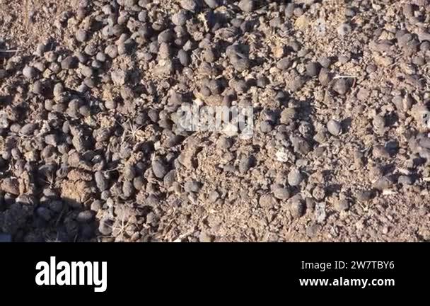 sheep manure, fermented sheep manure, agricultural and sheep manure ...