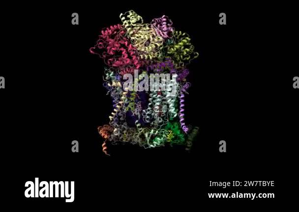 Structure Of Human Respiratory Complex Iii Animated 3d Cartoon And Gaussian Surface Models