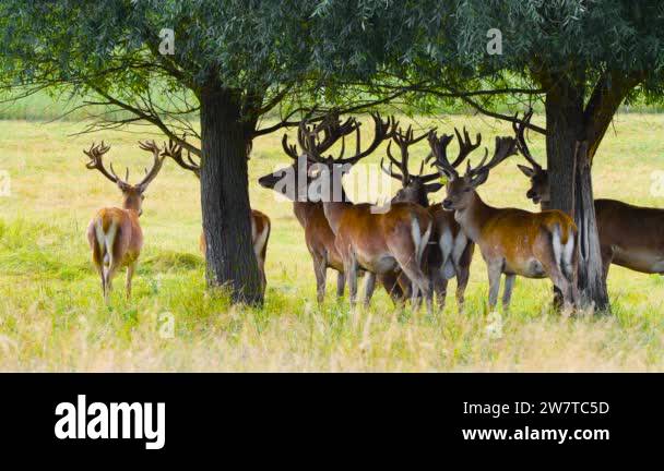 Deers with big horns in the natural environment, Protection of Nature ...