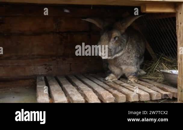 Small feeding brown rabbit in rabbit-hutch on animal farm, barn ranch ...
