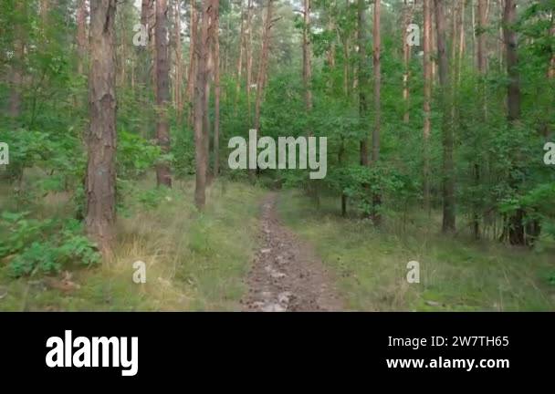 European shrubs Stock Videos & Footage - HD and 4K Video Clips - Alamy