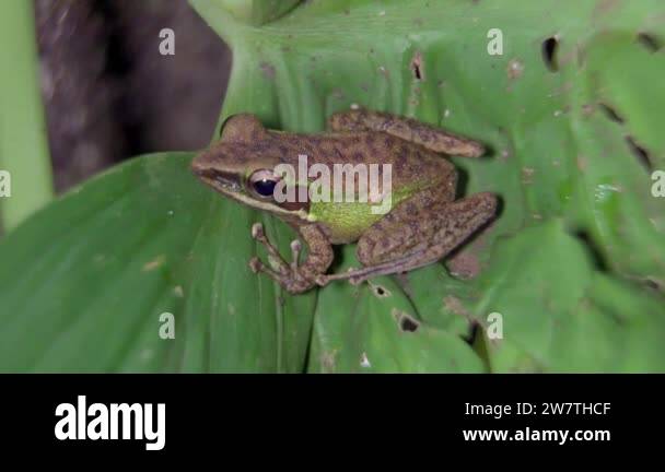 Malayan White-lipped Frog (Chalcorana labialis) on leaf. Night jungle ...