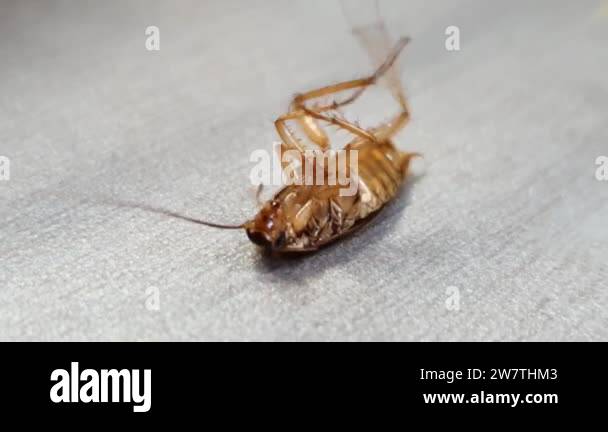 The cockroach is lying on its back. The dying cockroach. Big cockroach ...