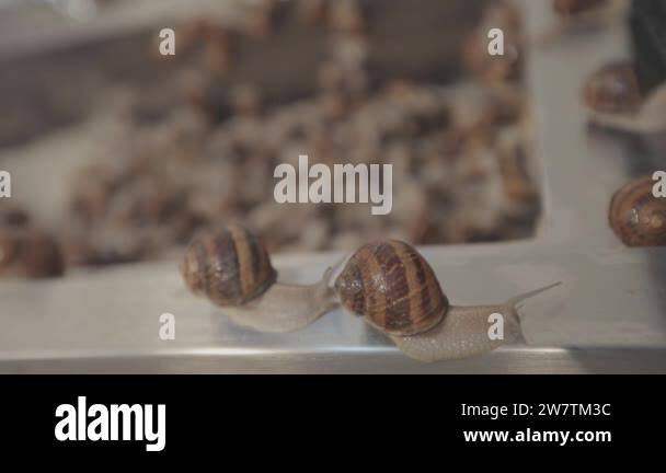 Industrial cultivation of snails. Breeding snails. Many snails close-up ...