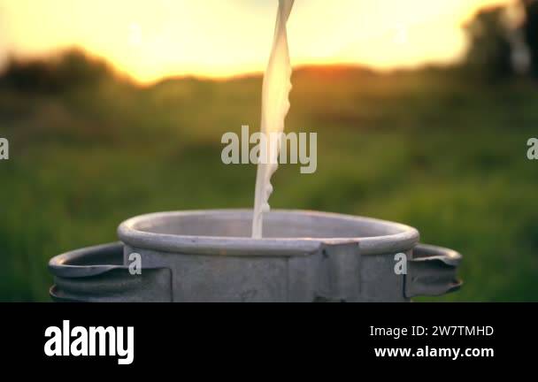 cow milk fresh. close-up. fresh milk is poured into a can, on green ...