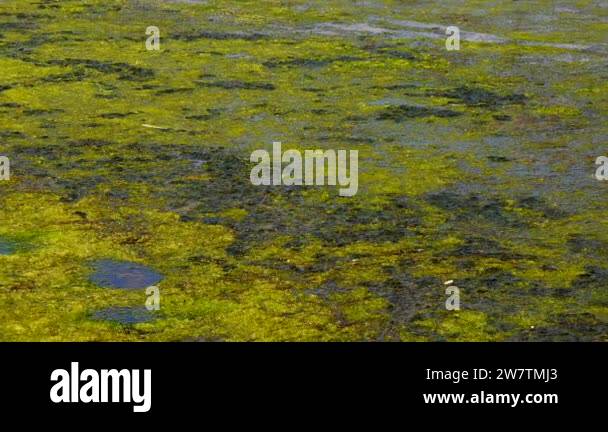 Eutrophication of a natural reservoir, rotting green algae (Ulva ...