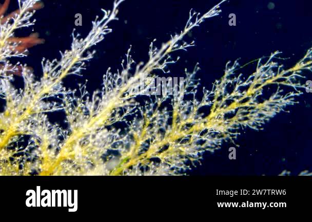 Obelia colony Stock Videos & Footage - HD and 4K Video Clips - Alamy